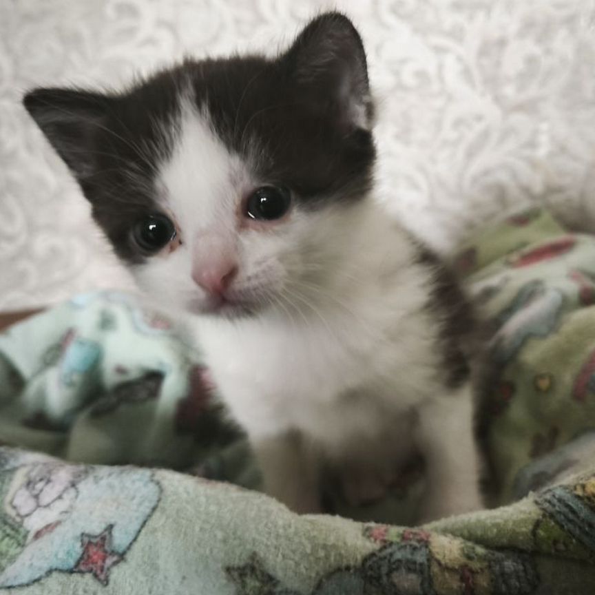 Котёнок в добрые руки