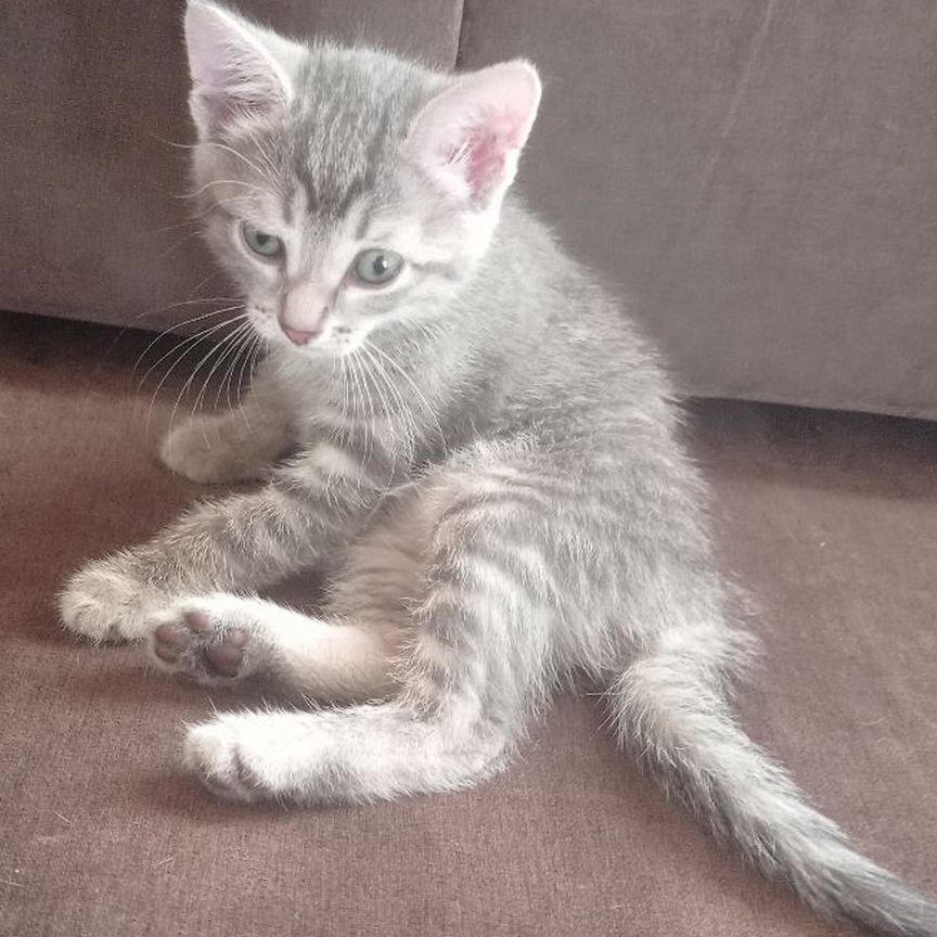Кошечка и котик ищут добрых хозяев