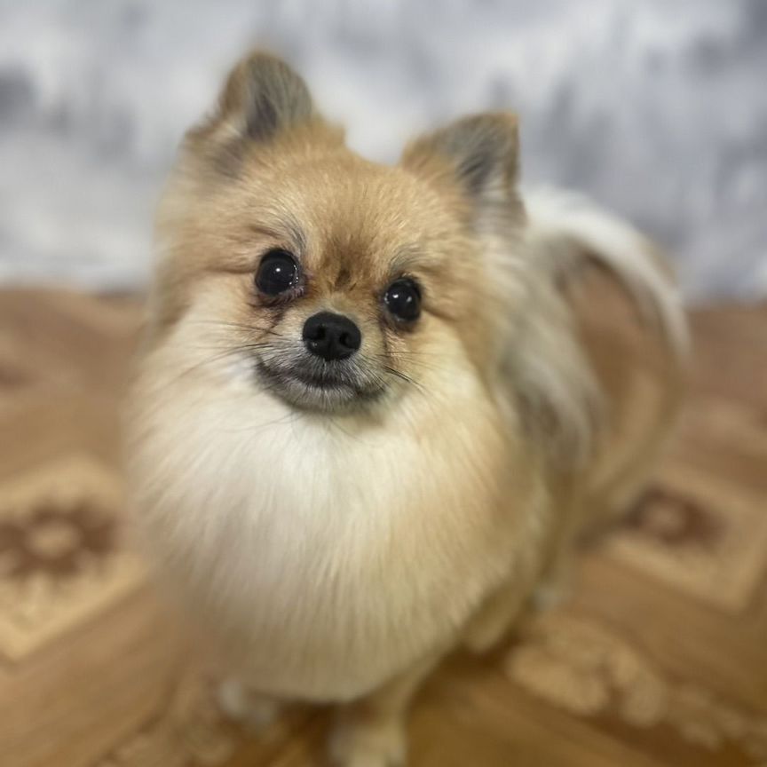 Померанский шпиц