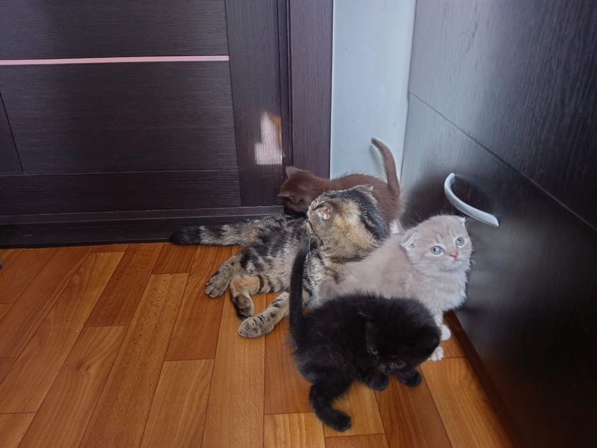 Кошки породистые