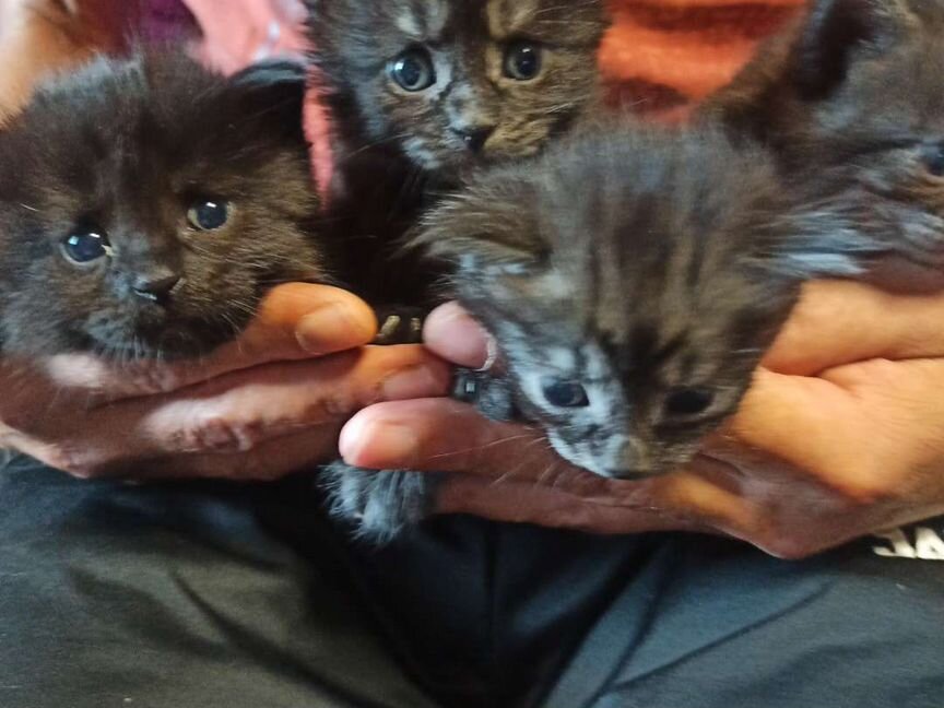 Котята курильский бобтейл