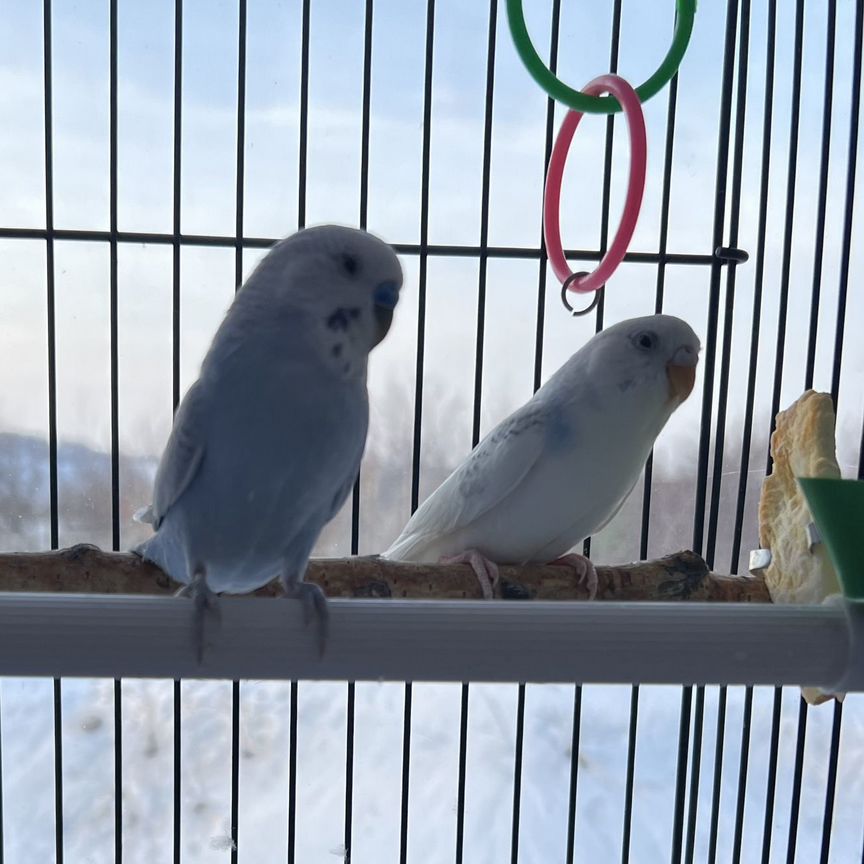 Волнистый попугай, пара с клеткой Кунгур