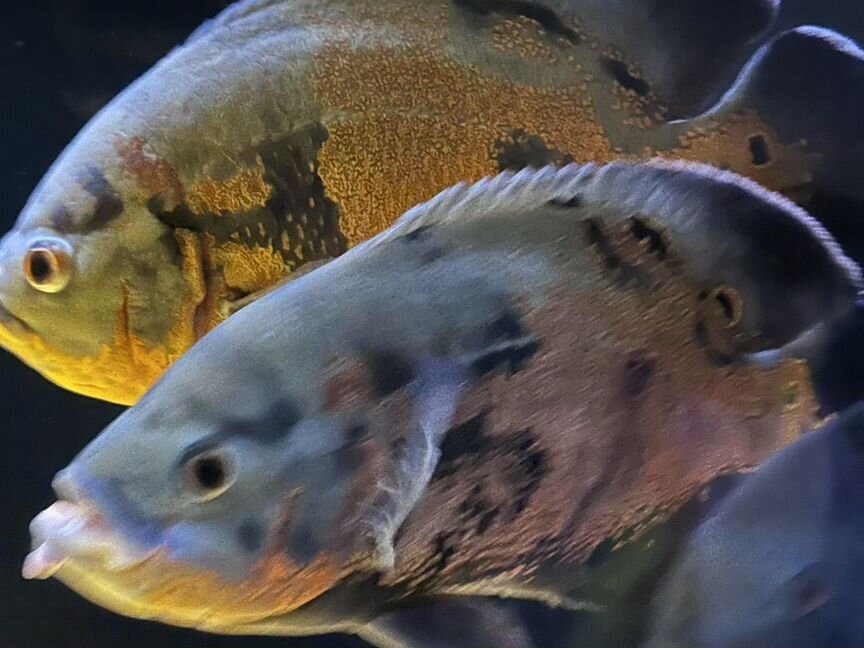 Продаю аквариумные рыбки