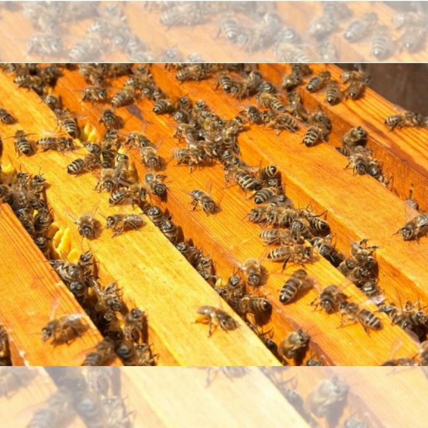 Продам пчелосемьи