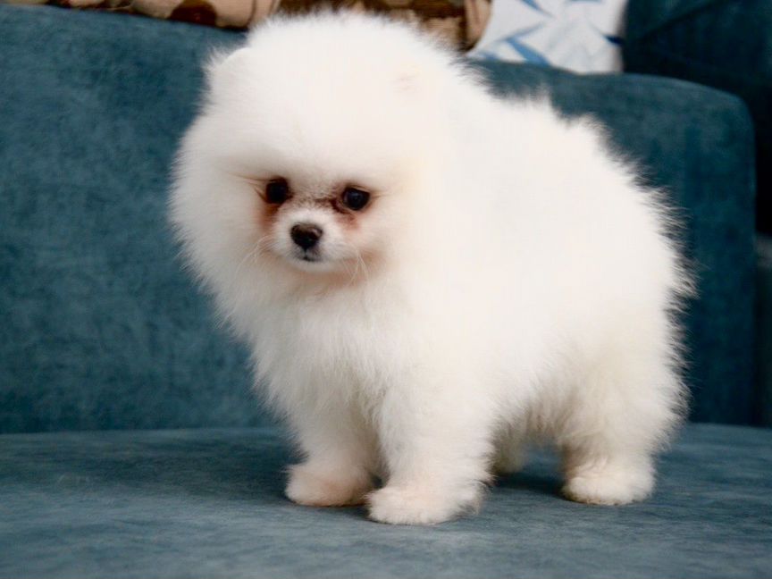 Померанский шпиц мини кремовый мини дев мал