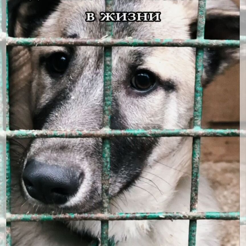 Взрослая собака в добрые руки