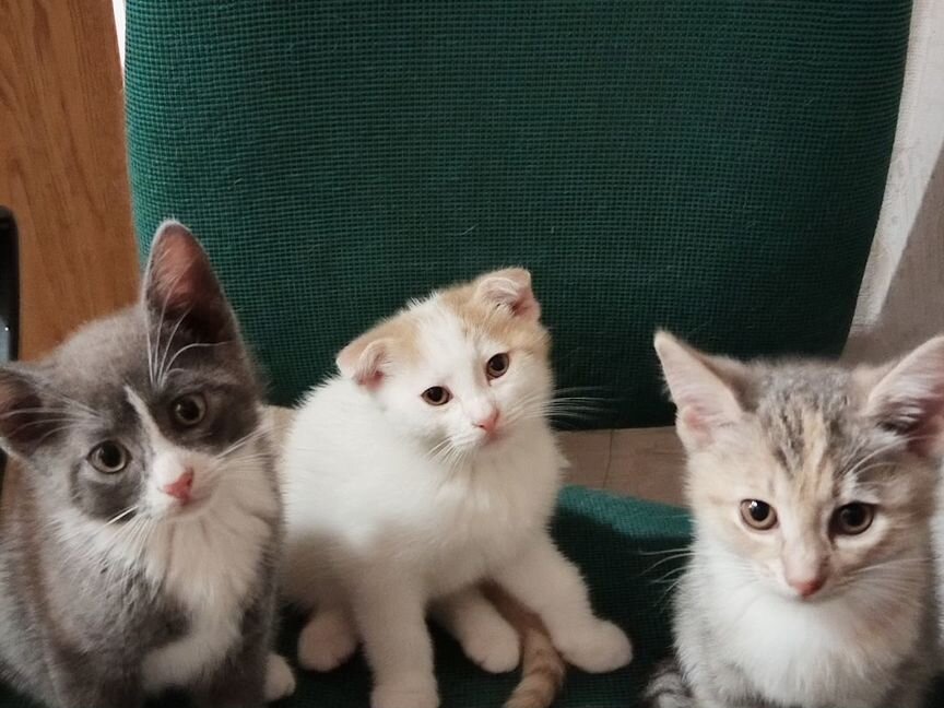 Котята в добрые руки