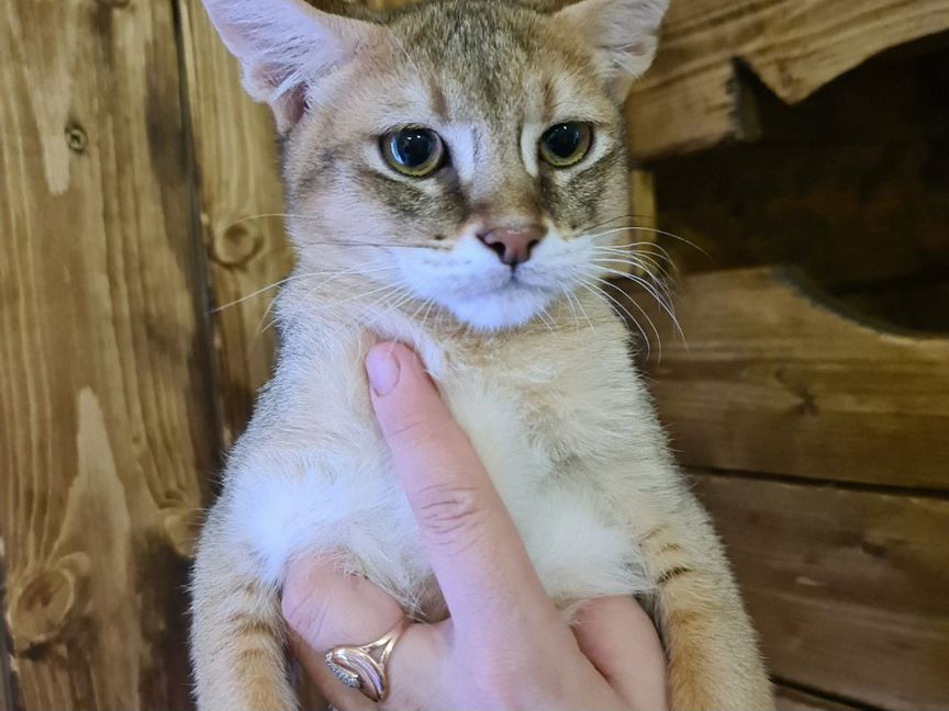 Котята чаузи ф1