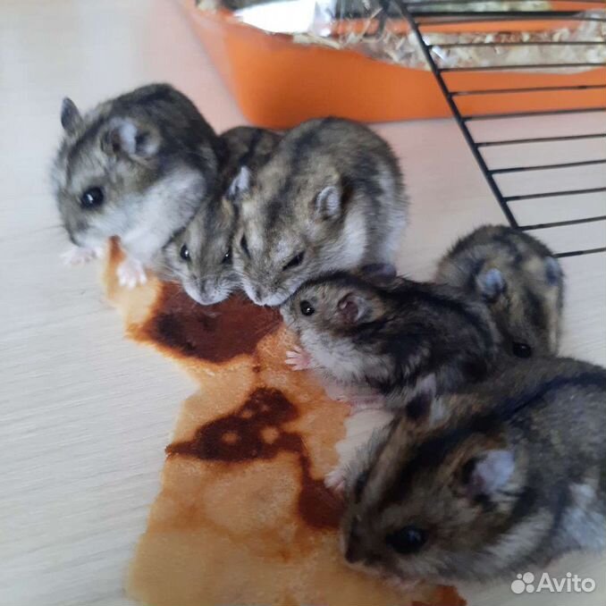 Джунгарские хомяки малыши