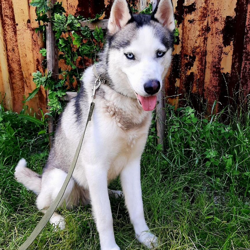 Молодой кобель хаски