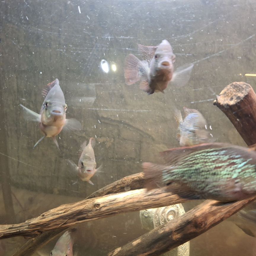 Малëк и подростки