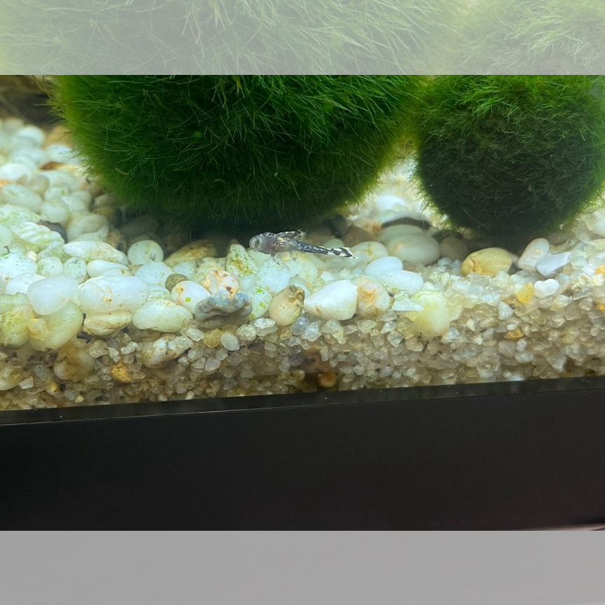 Сомята (мальки) анцистурс