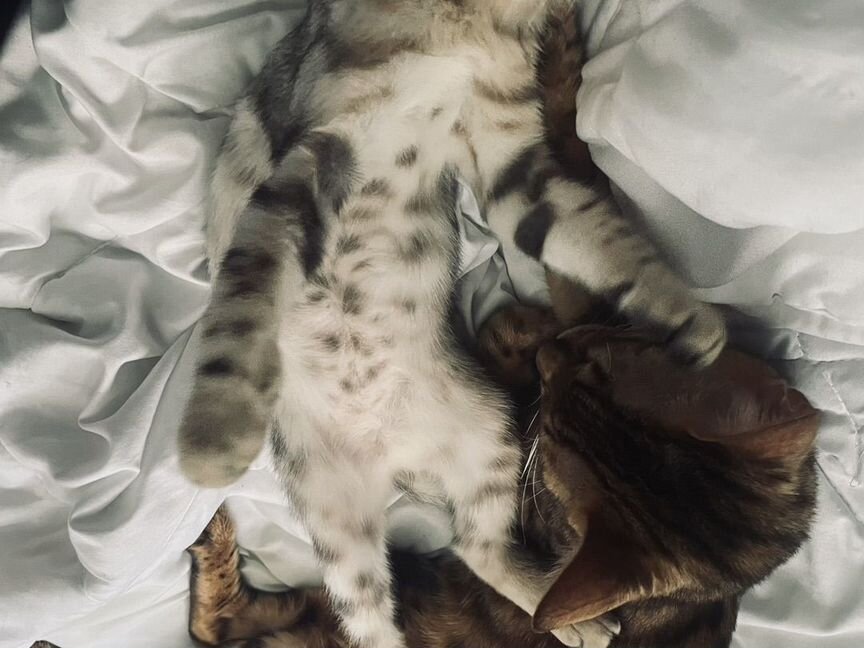 Бенгальская