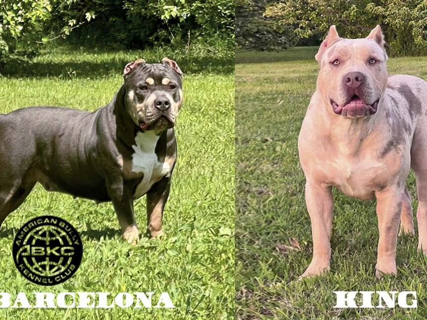 Американский Булли XL/XXL щенки.Топ крови bossy