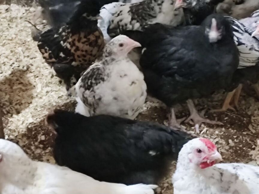 Куры породистые