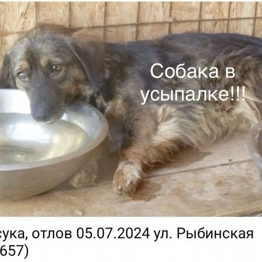 Собаки в отлове, на усыпление