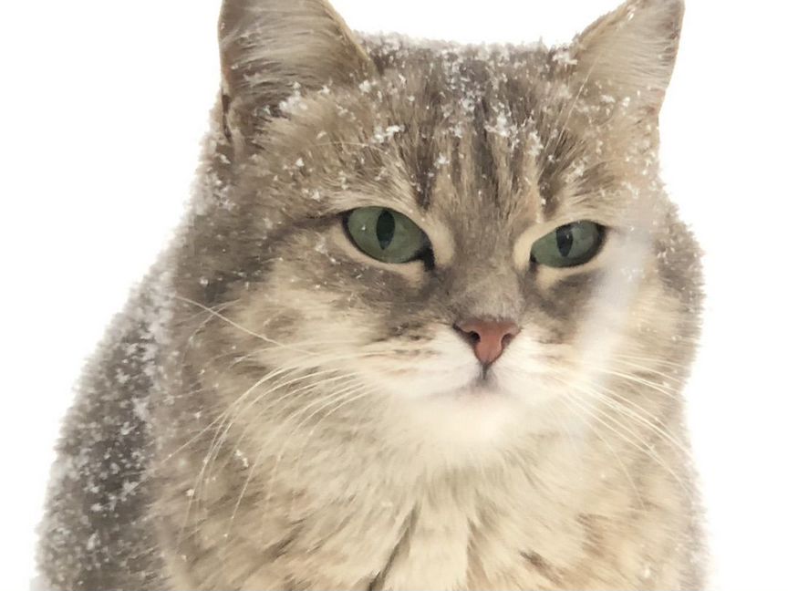 Кошка