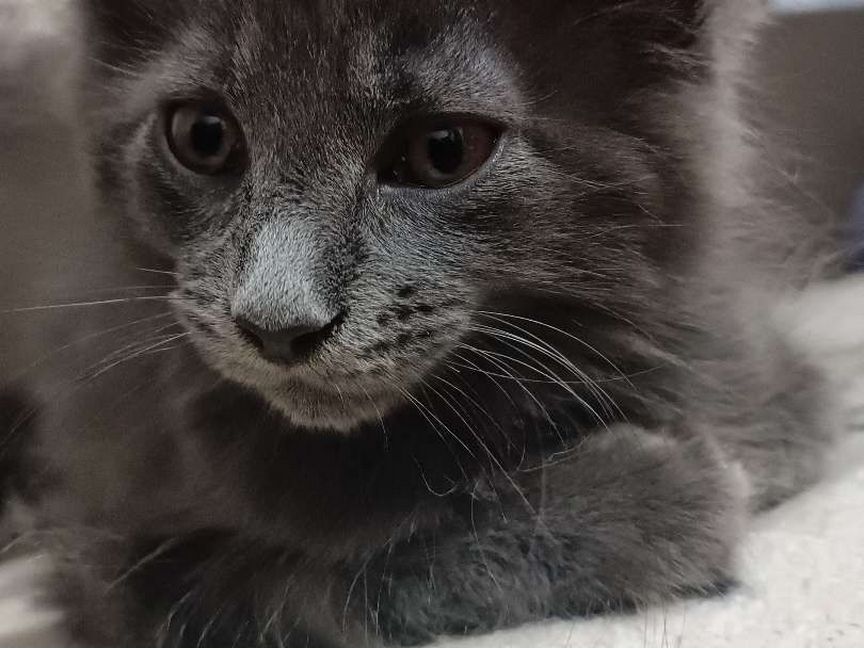 Котёнок мейн-кун