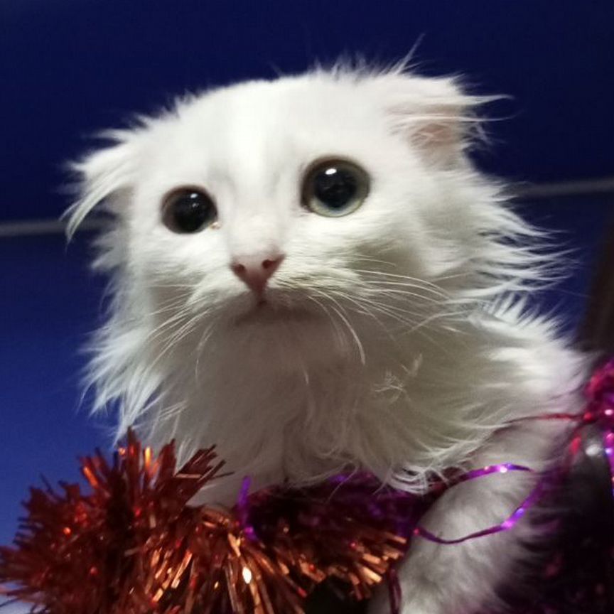 Шотландский вислоухий длинношёрстный котёнок