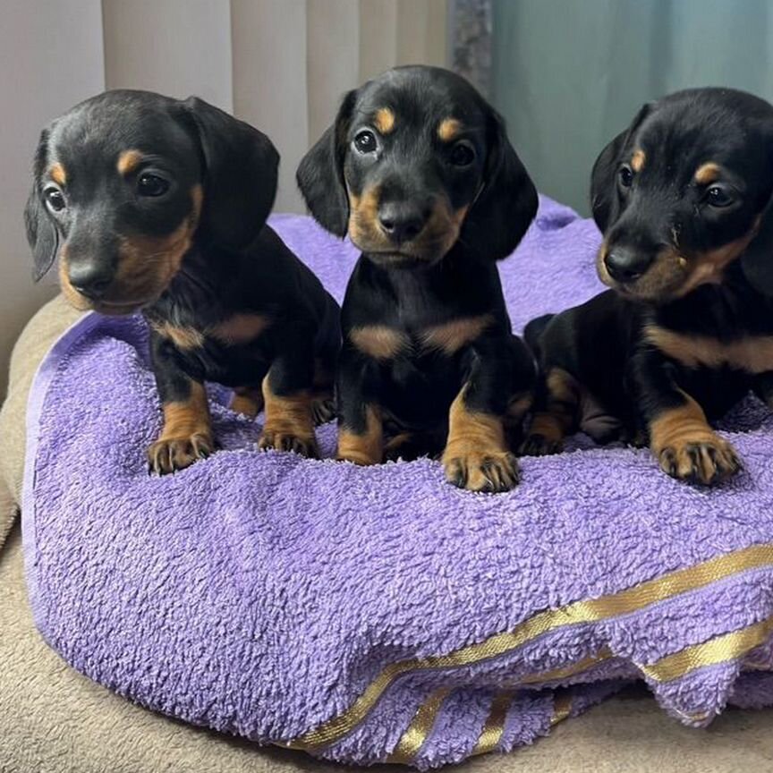 Такса, щенок