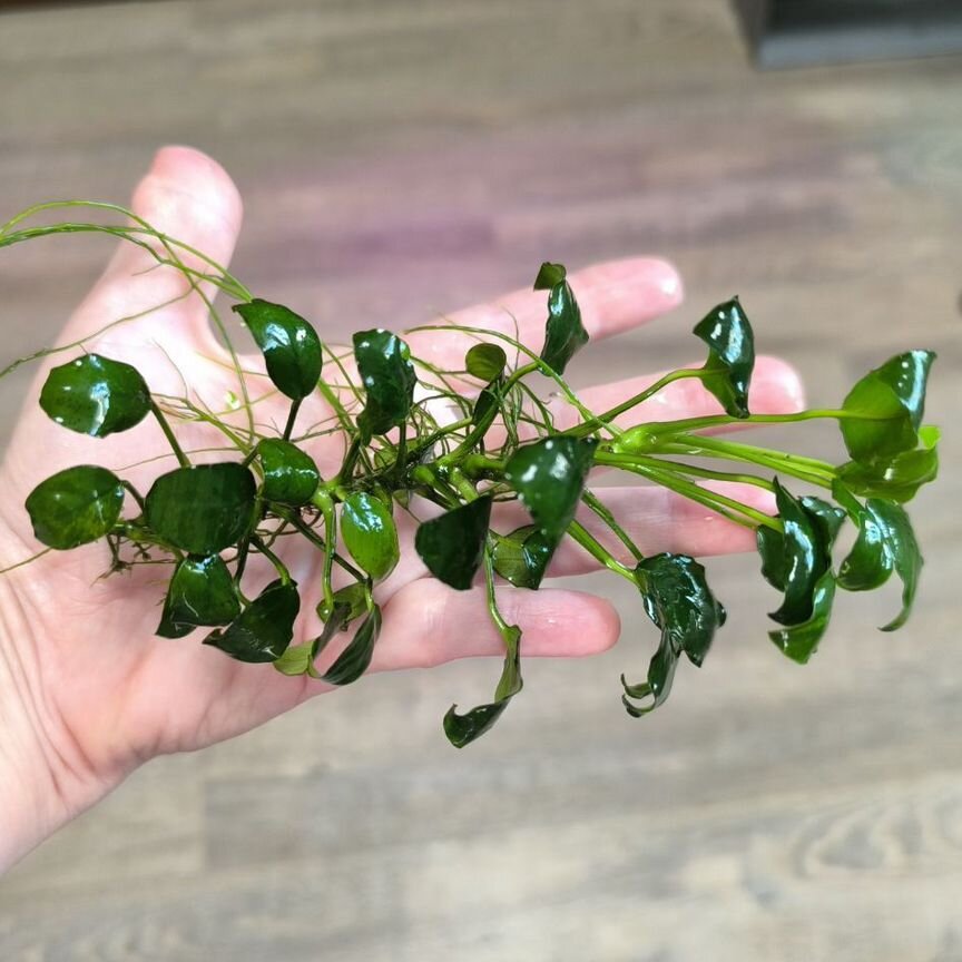 Анубиас нано