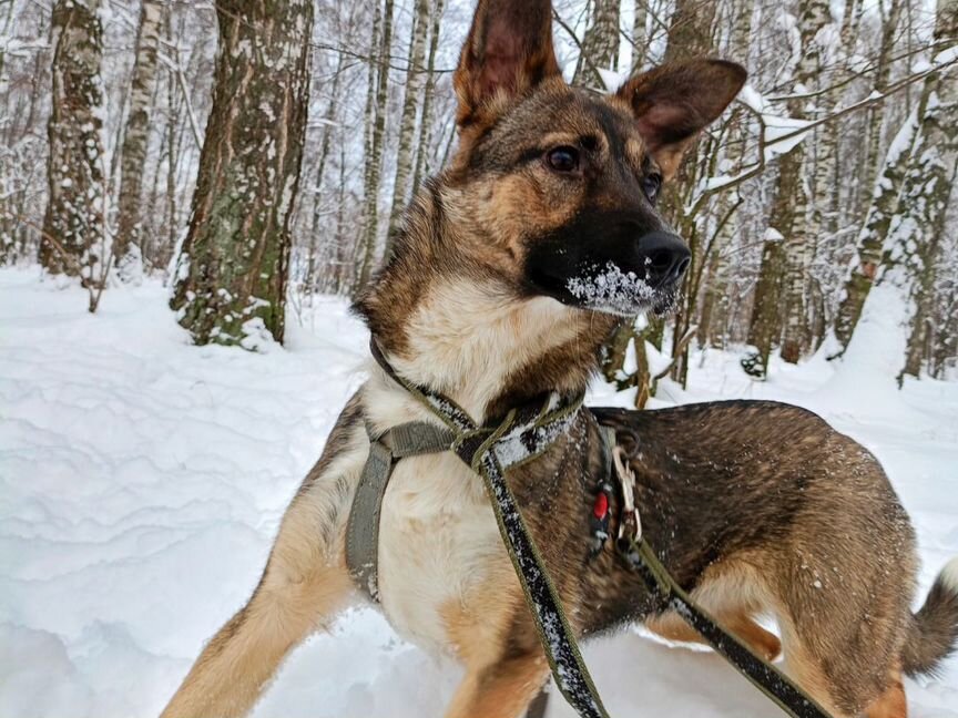 Щенок грустит в приюте