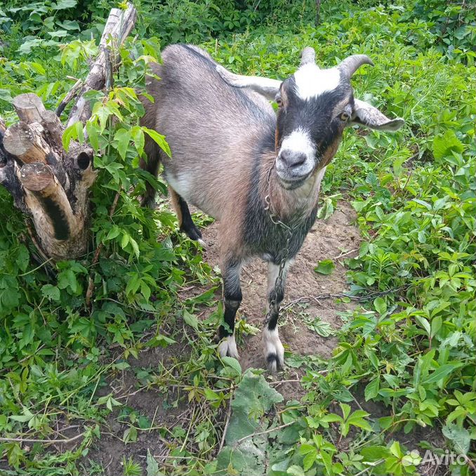 Альпийская коза
