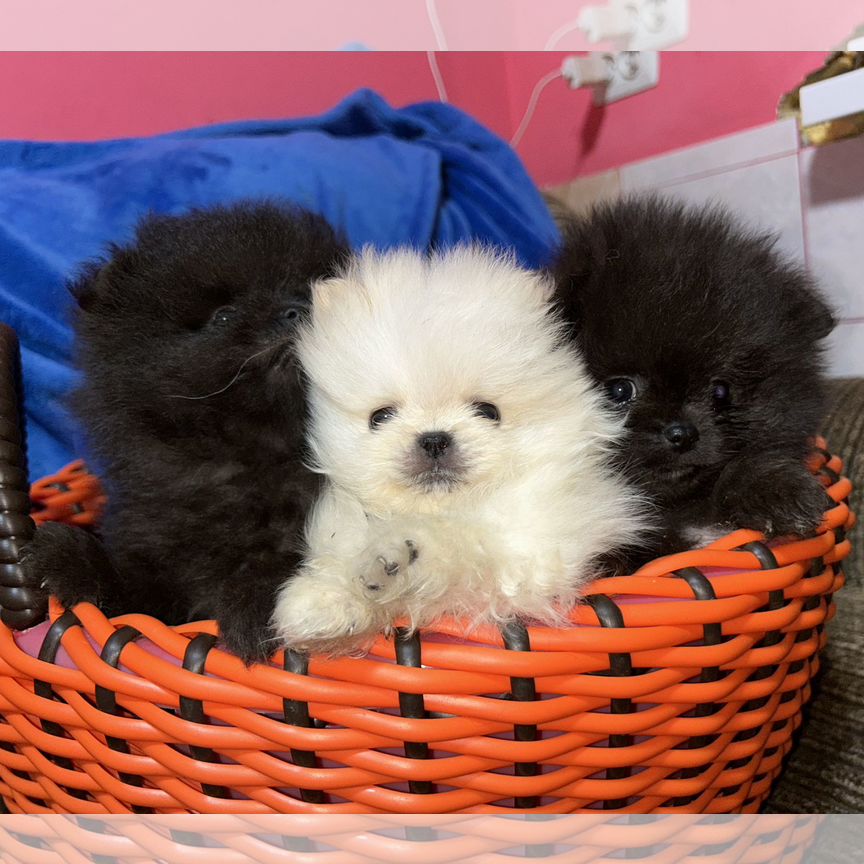 Немецкий шпиц, щенок