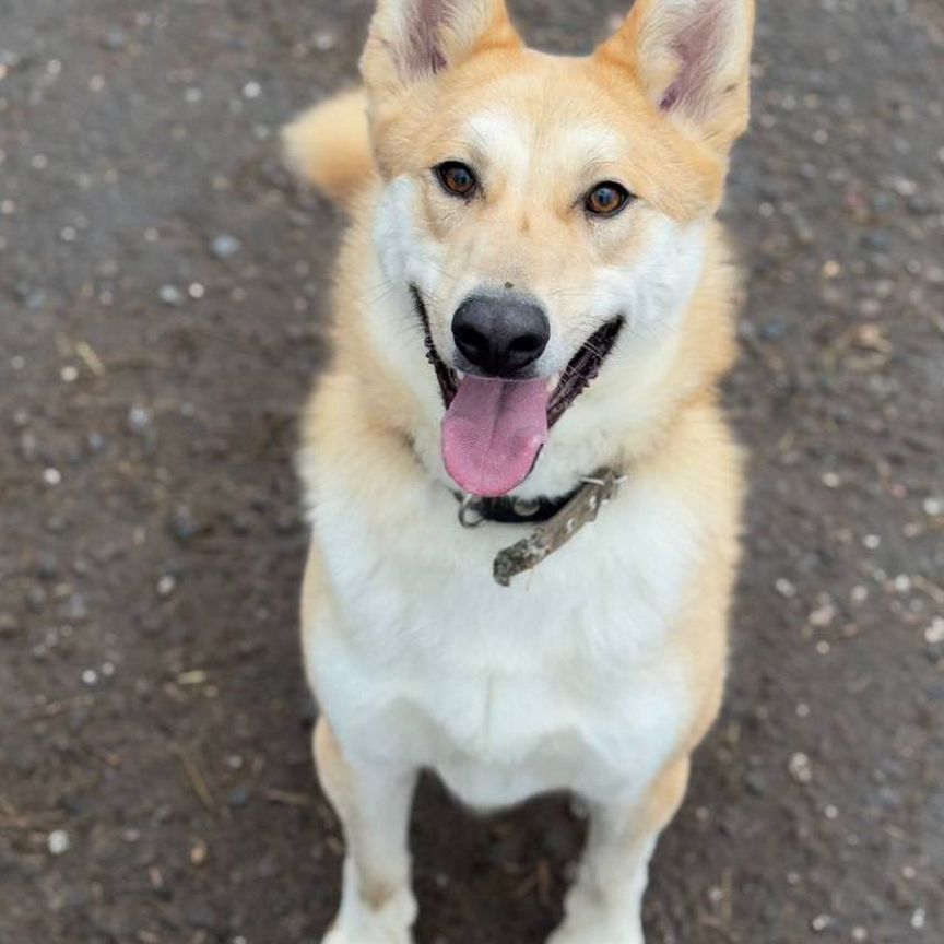 Рыжий Вихрь украсит вашу жизнь