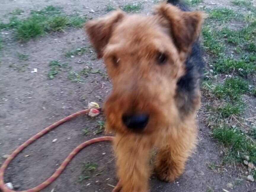 Вельштерьер вязка