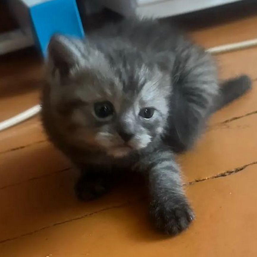 Британский короткошёрстный котёнок