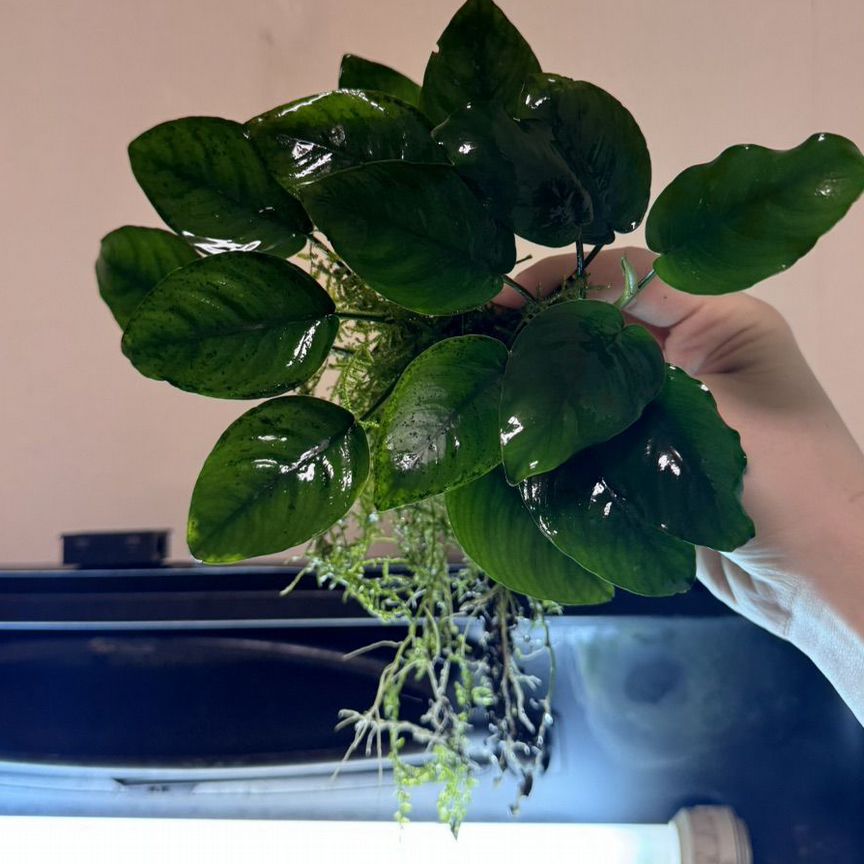 Анубиас большой куст