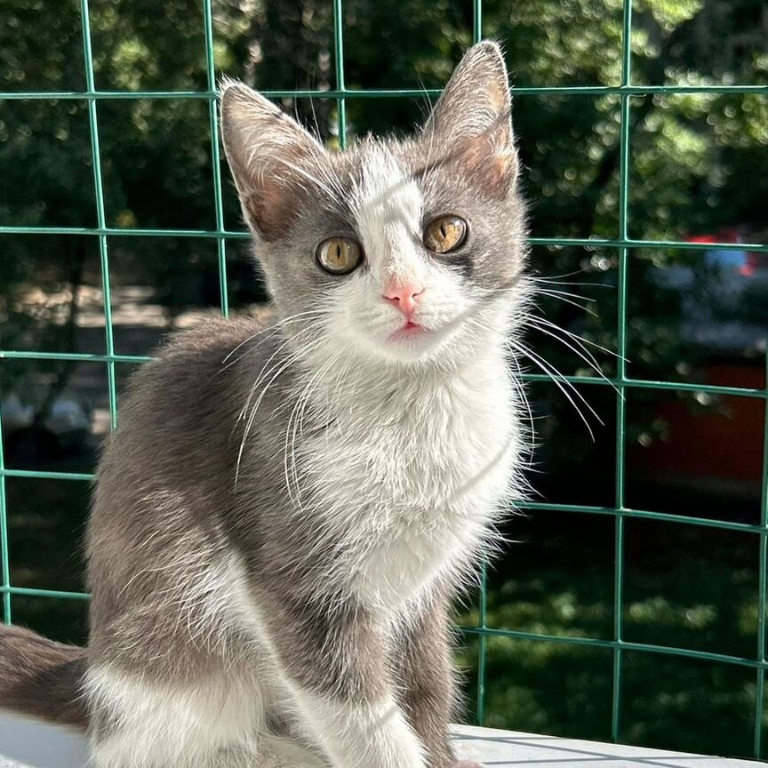 Котик мальчик 2 месяца бесплатно