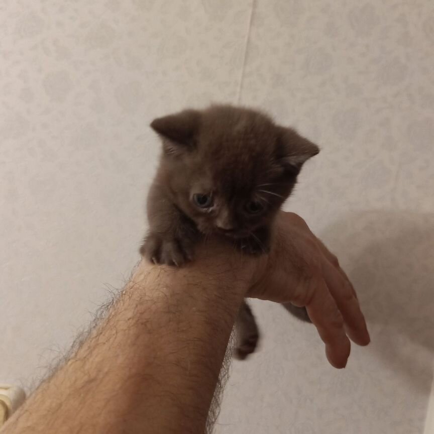 Шотландские котята
