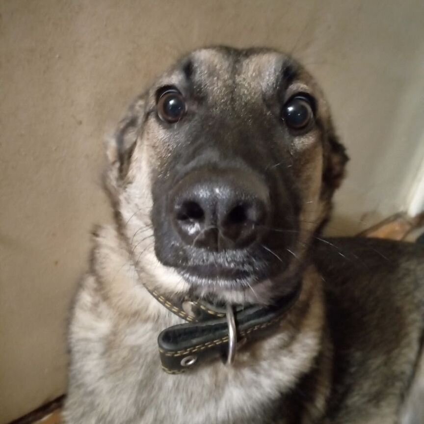 Собака в добрые руки домашняя