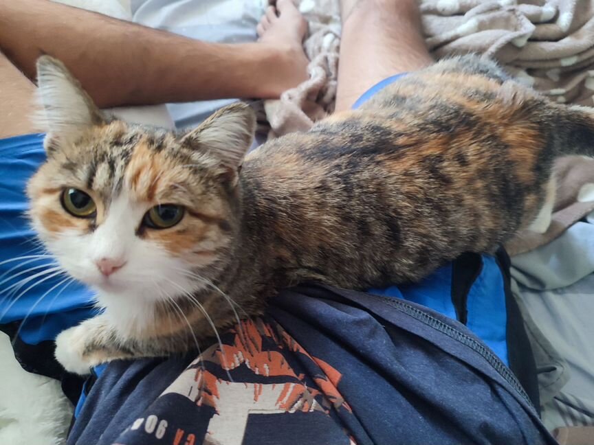 Кошка в дар бесплатно