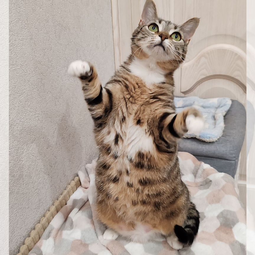 Взрослая, кошка в добрые руки