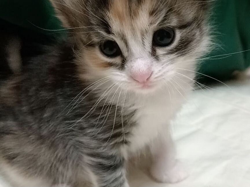 Котенок девочка