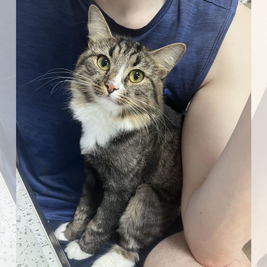 Взрослая, кошка в добрые руки