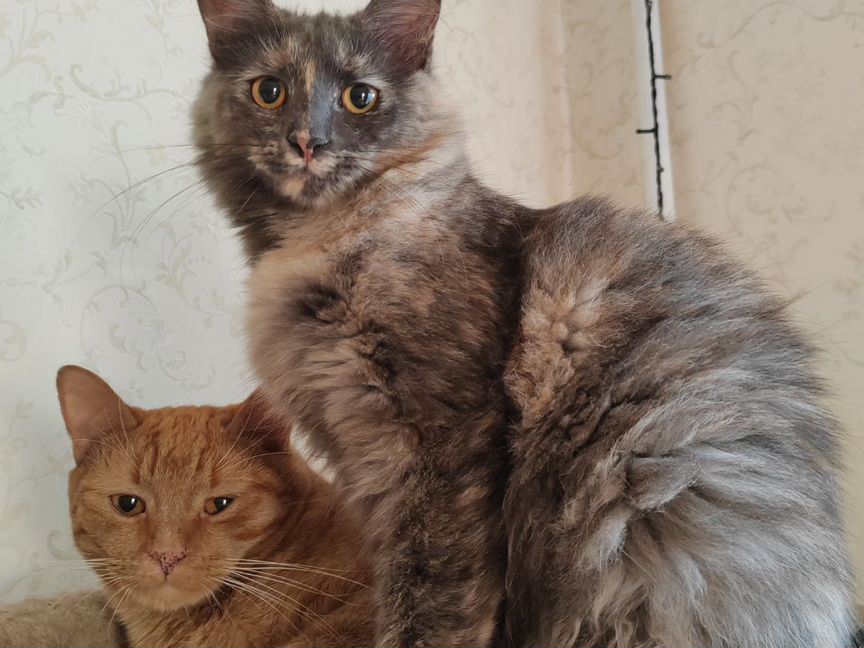 Лаперм котёнок