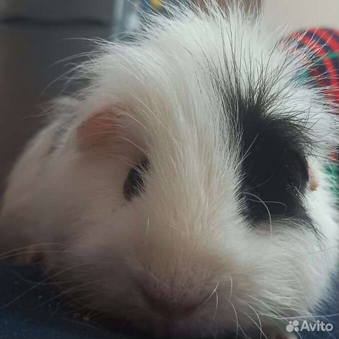 Морская свинка тедди