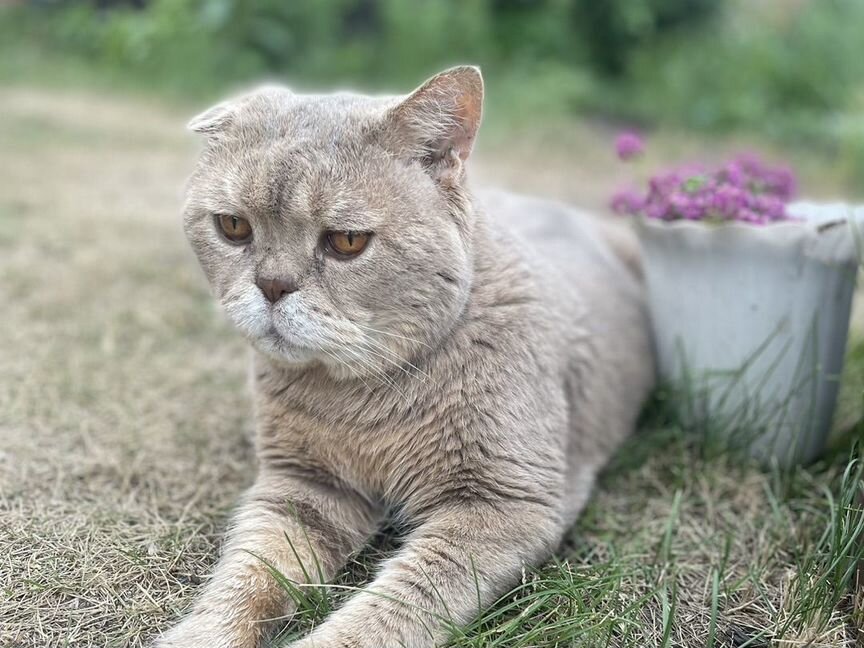Кот