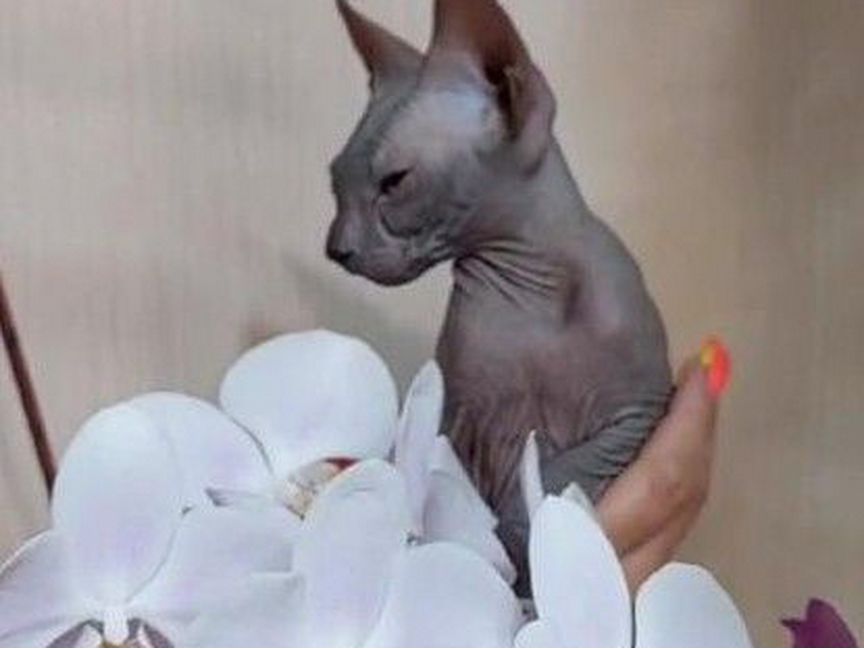 Котята