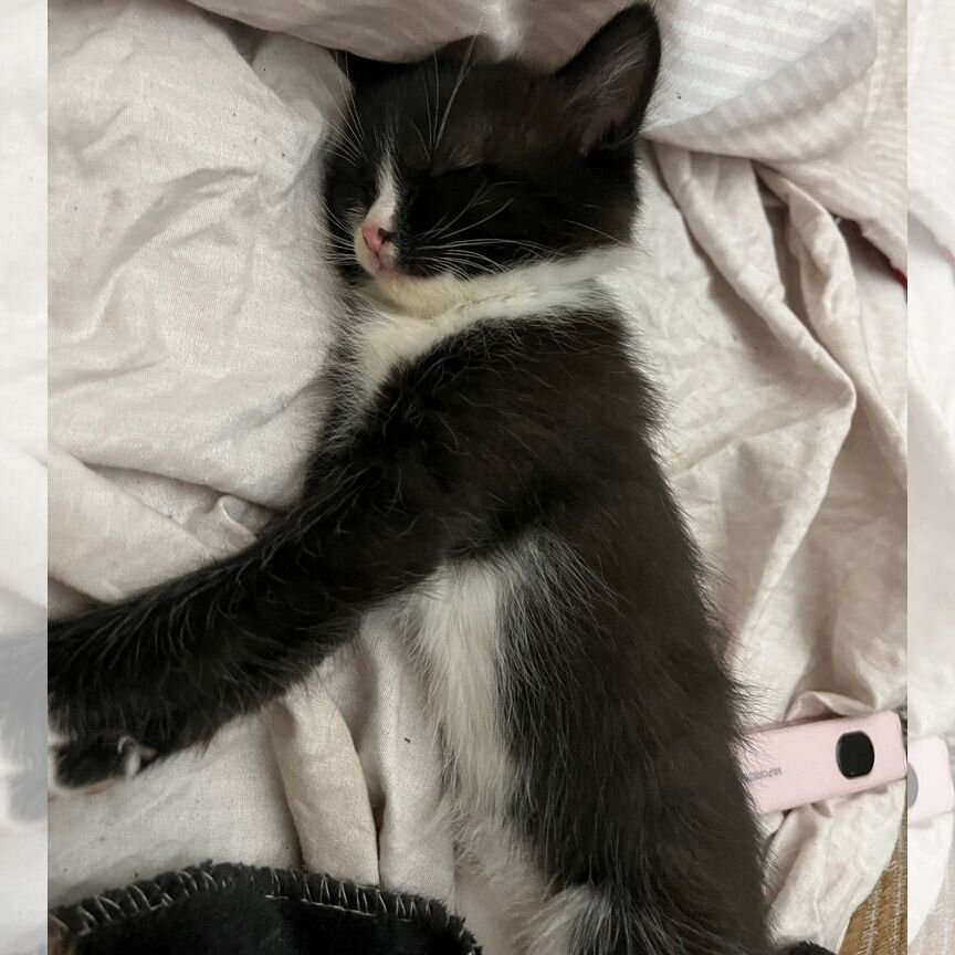 Котёнок в добрые руки