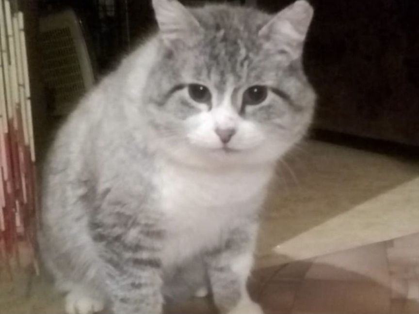 Ласковый кот Хома