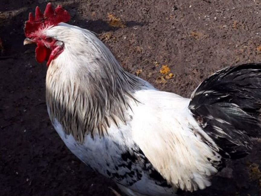 Петух обмен продажа