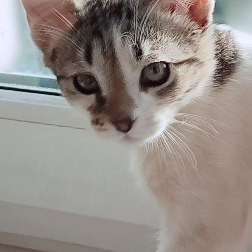 Котёнок девочка в очень добрые руки