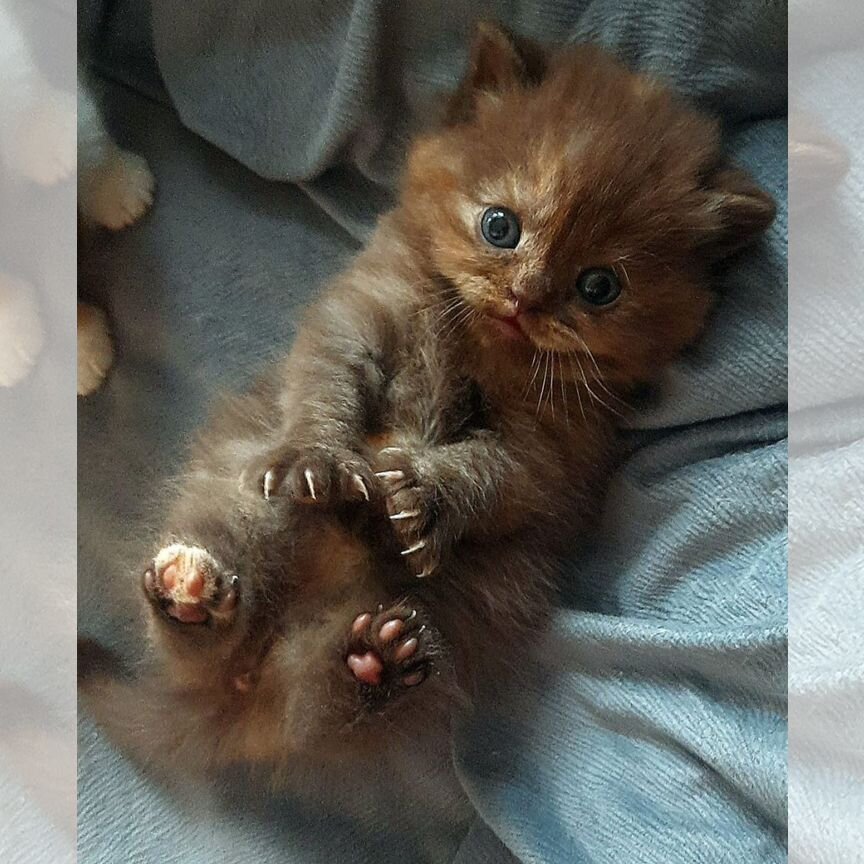 Шикарный британский котенок