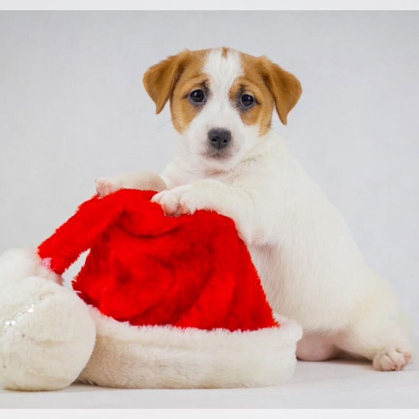 Джек-рассел-терьер, щенок