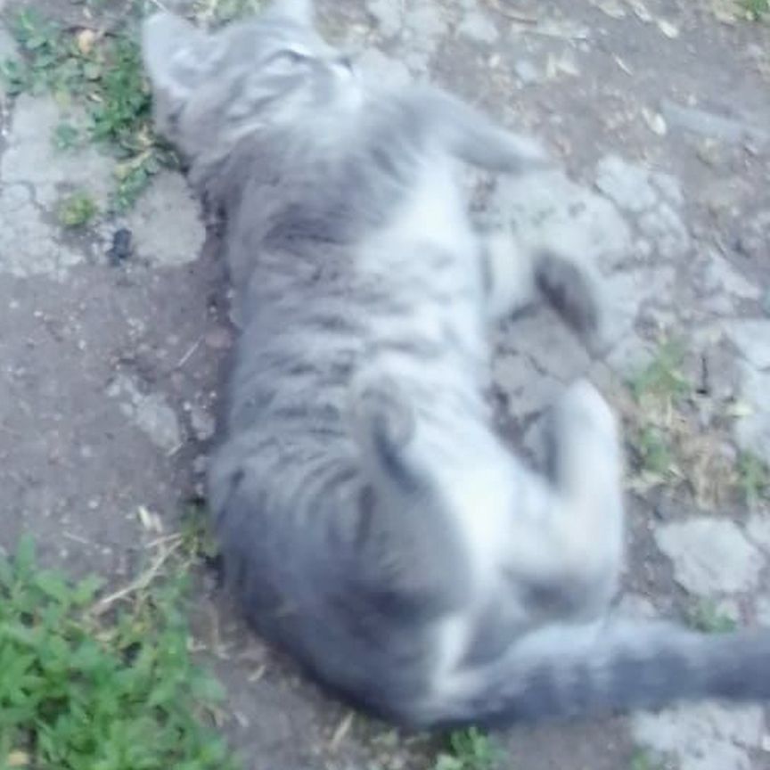 Отдам бесплатно